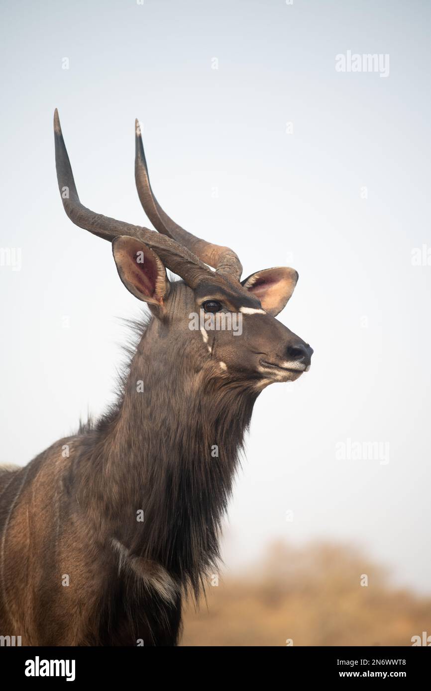 Nayala hi-res stock photography and images - Alamy