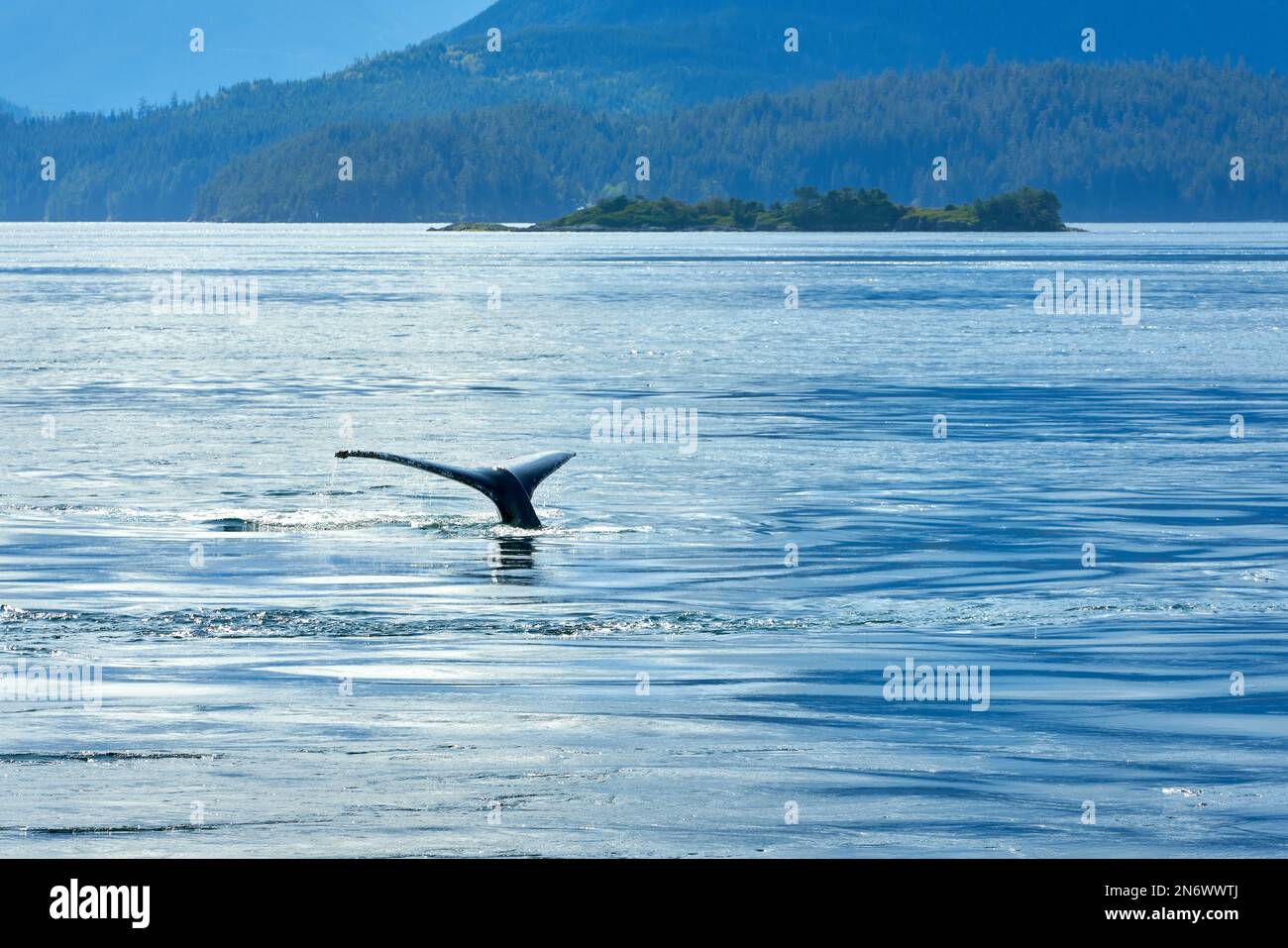 Tail Fluke of Humpback Whale Diving. A humpback whale tail fluke above ...
