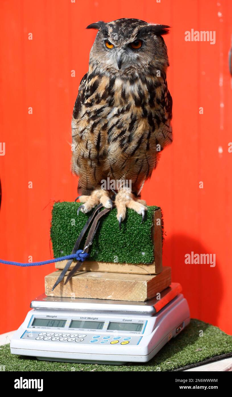 Eurasian eagle owl 'Max' sits on a scale during the annual weigh-in at ...