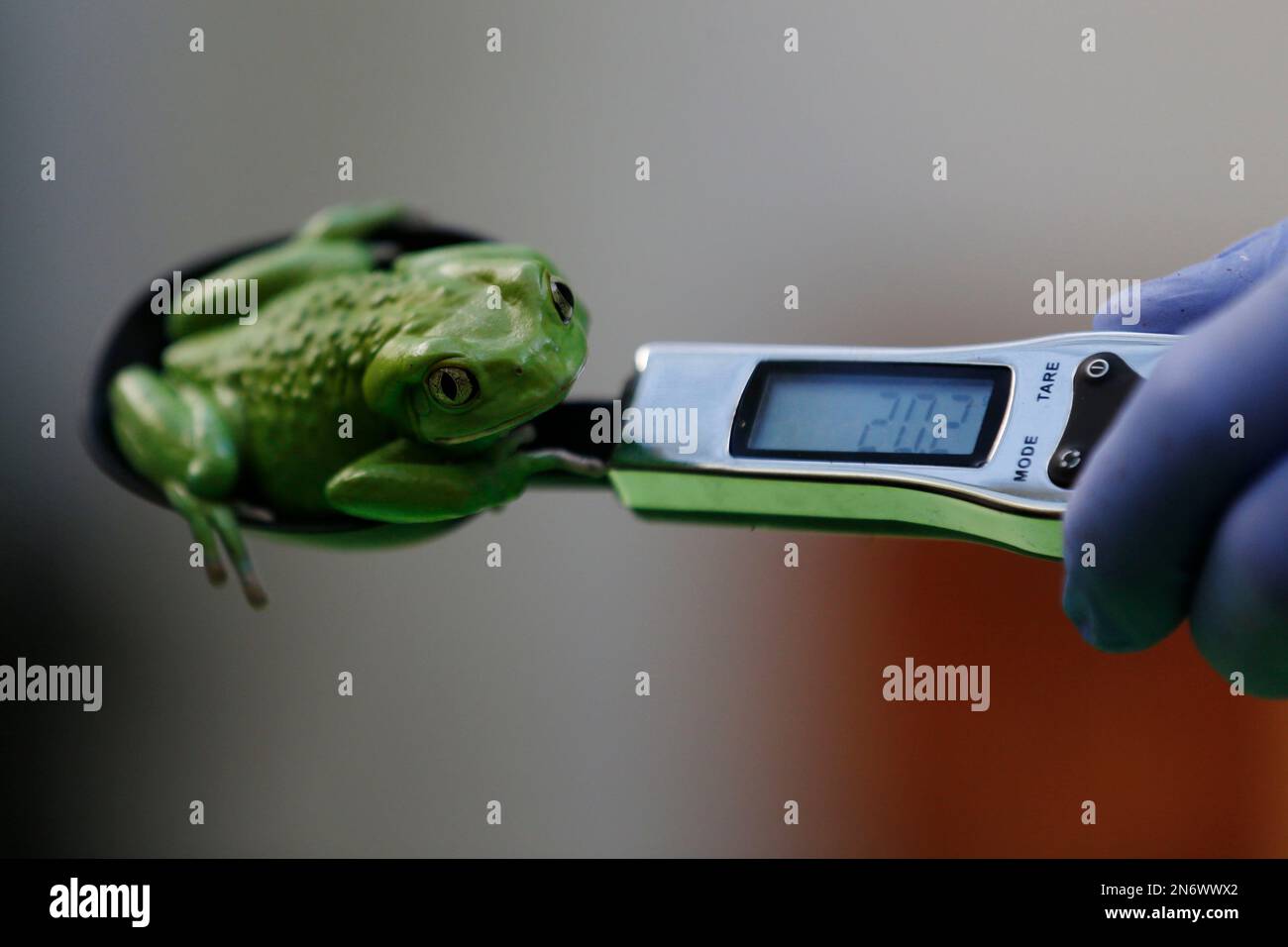 A zoo keeper weights a waxy monkey frog during the annual weigh-in at ...