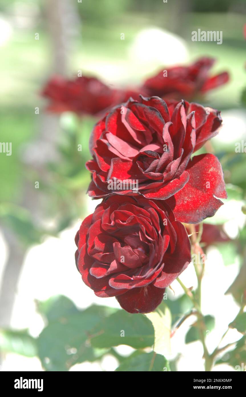 Rose end meadows hi-res stock photography and images - Alamy