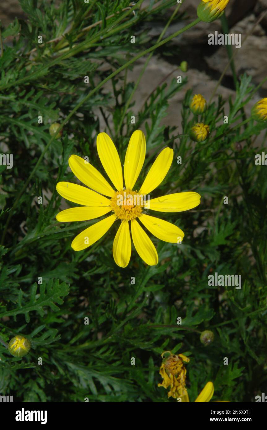 Dasiy hi-res stock photography and images - Alamy