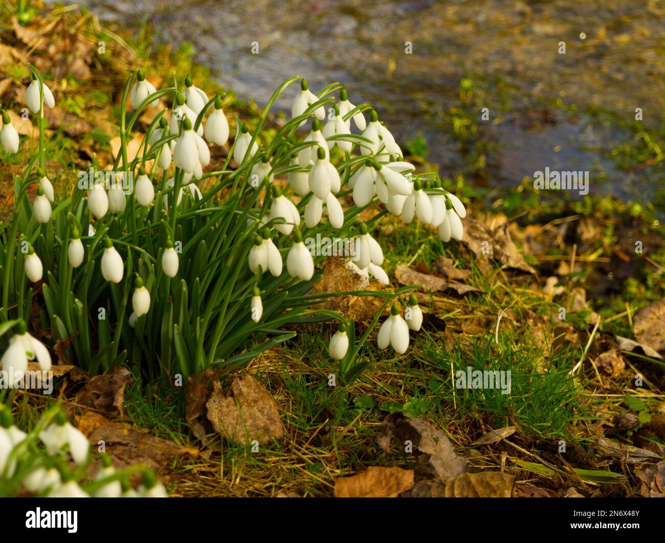 Snowdrops in a woodland setting Stock Photo - Alamy