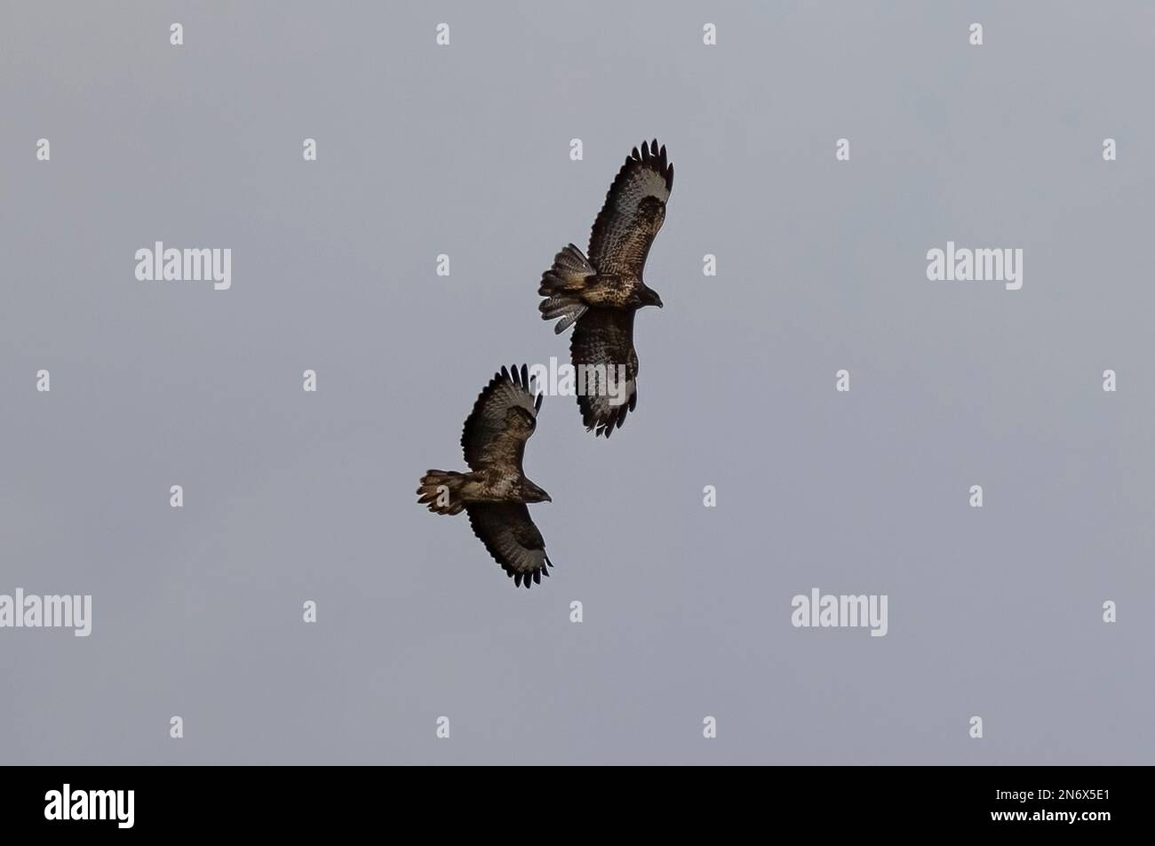 A low-angle of two buzzards flying over clear and dark sky Stock Photo ...