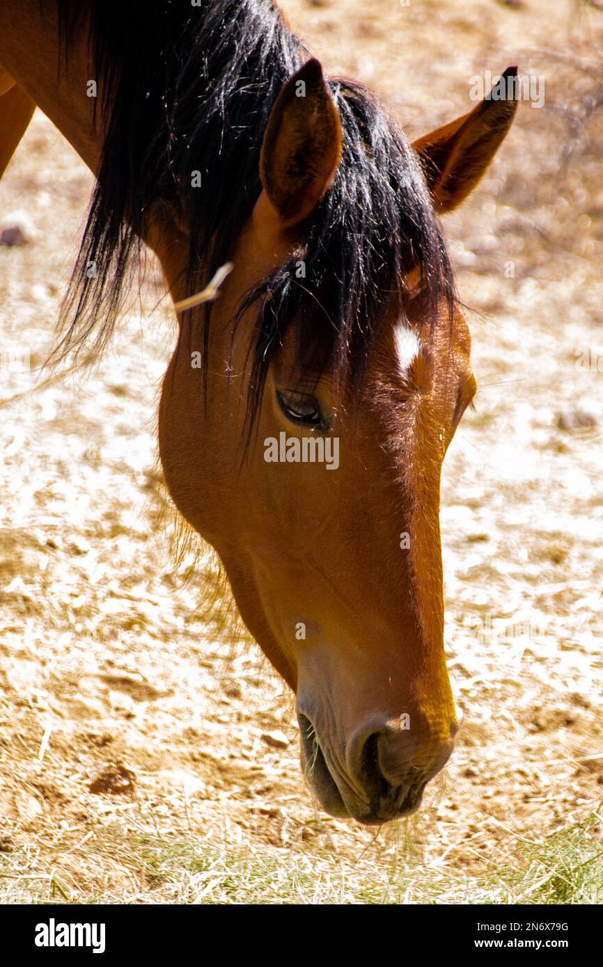 A vertical closeup shot of a beautiful dark brown horse face Stock ...