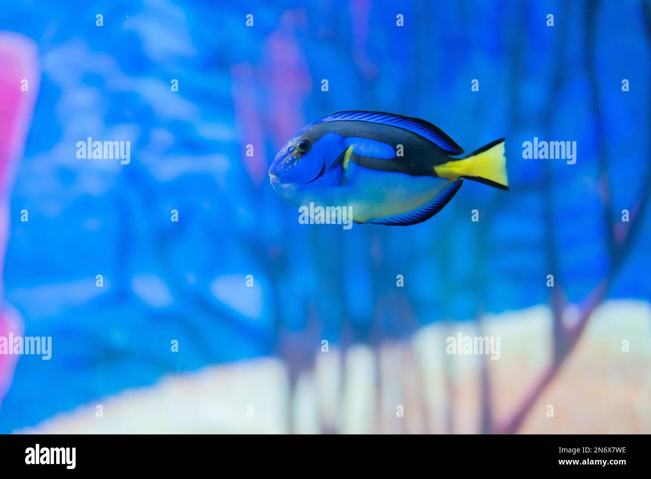 A regal tang fish swimming in the water Stock Photo - Alamy