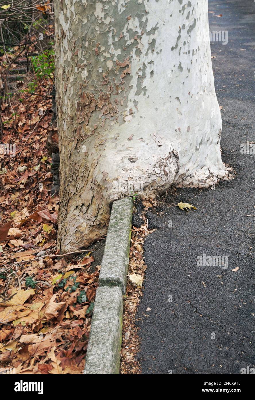 plane tree trunk between pavement and soil Stock Photo - Alamy