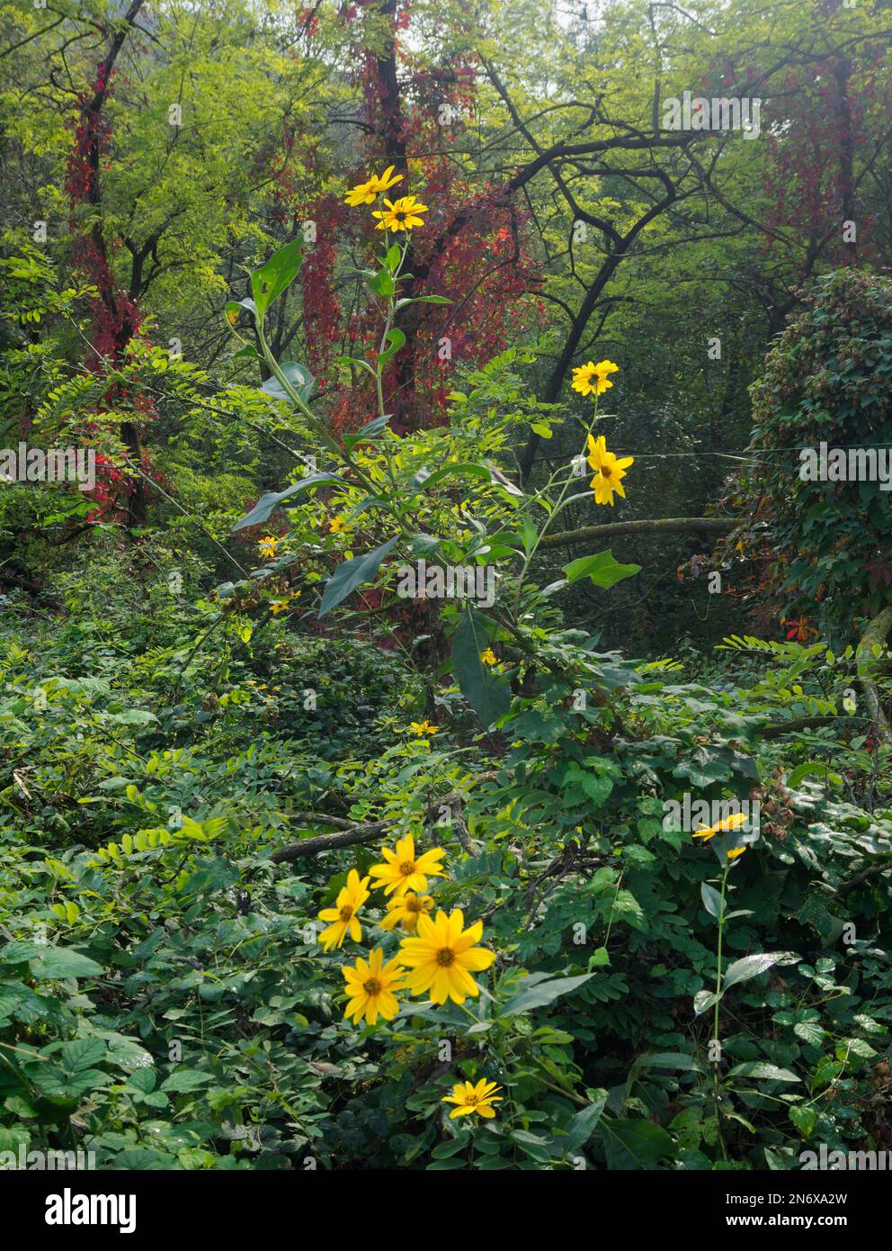 Luxuriant foliage hi-res stock photography and images - Alamy