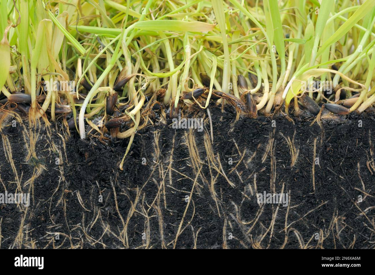 grass with exposed roots Stock Photo - Alamy