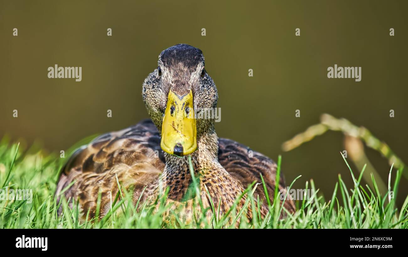 Female mallard lying in green grass looking directly at the camera ...