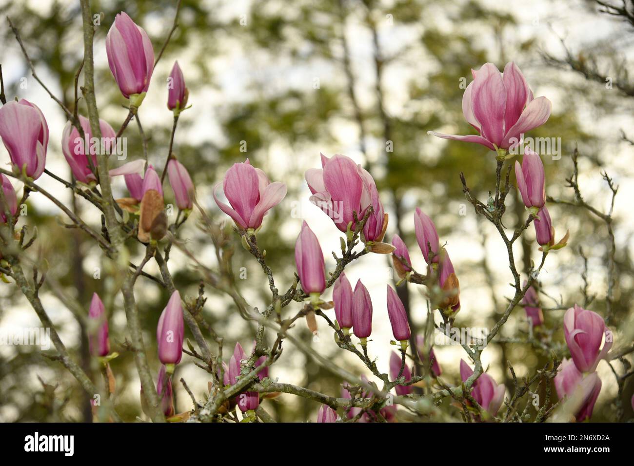 Japanese magnolia hi-res stock photography and images - Alamy