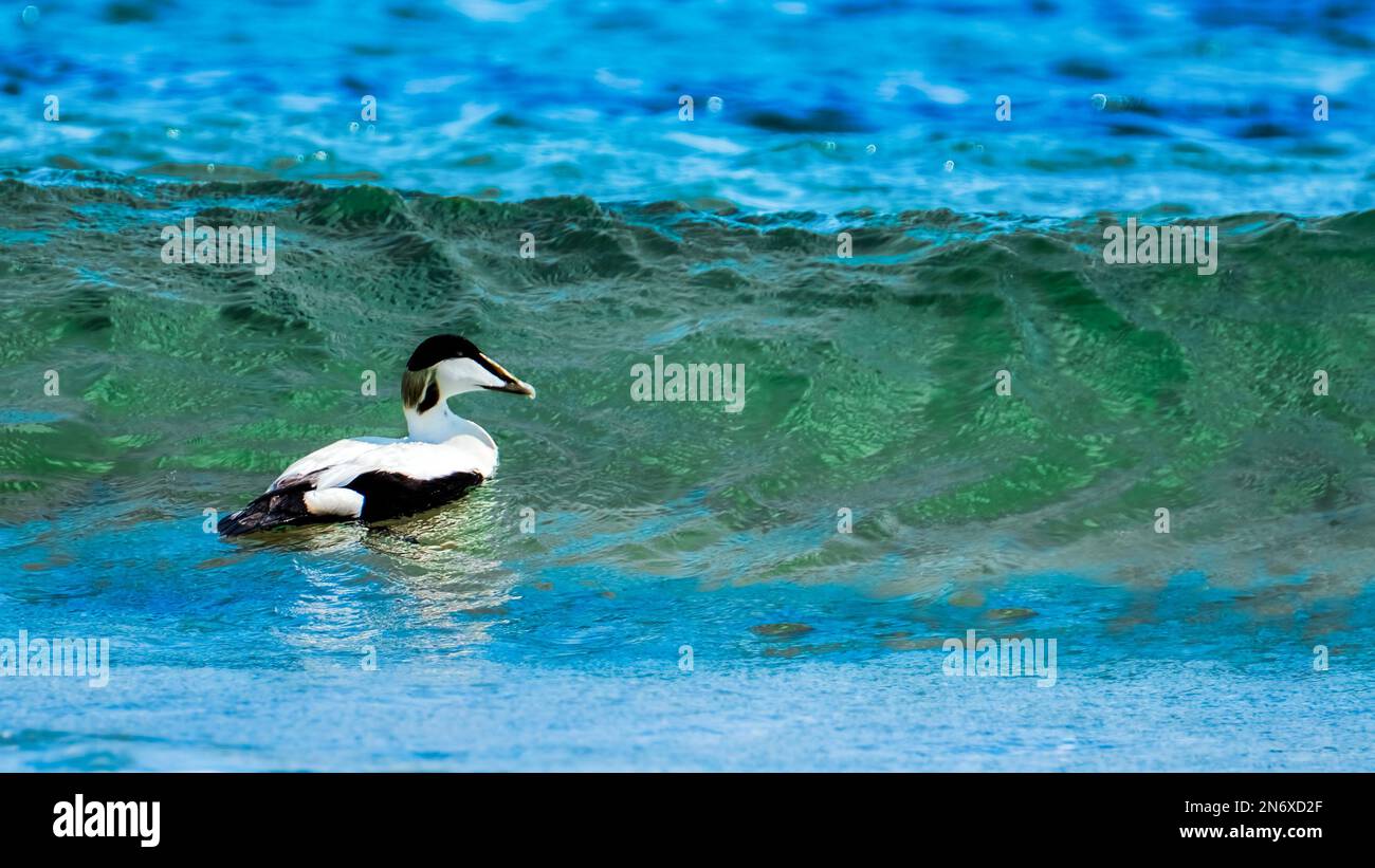 Male Eider duck riding an ocean wave Stock Photo - Alamy