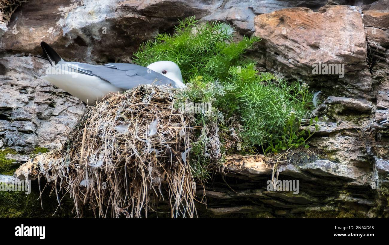 Kittiwake nesting on a cliff Stock Photo - Alamy