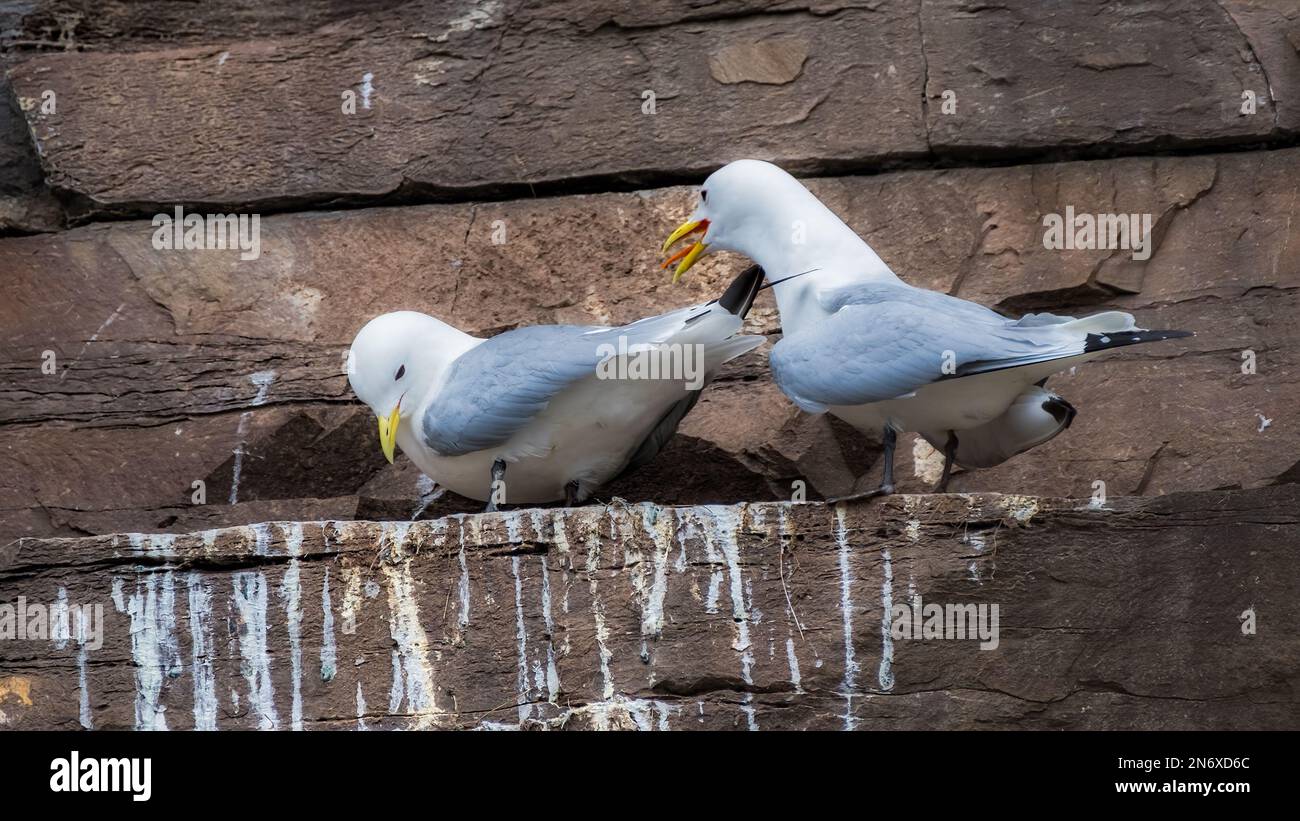 Nesting kittiwakes having a conversation Stock Photo - Alamy