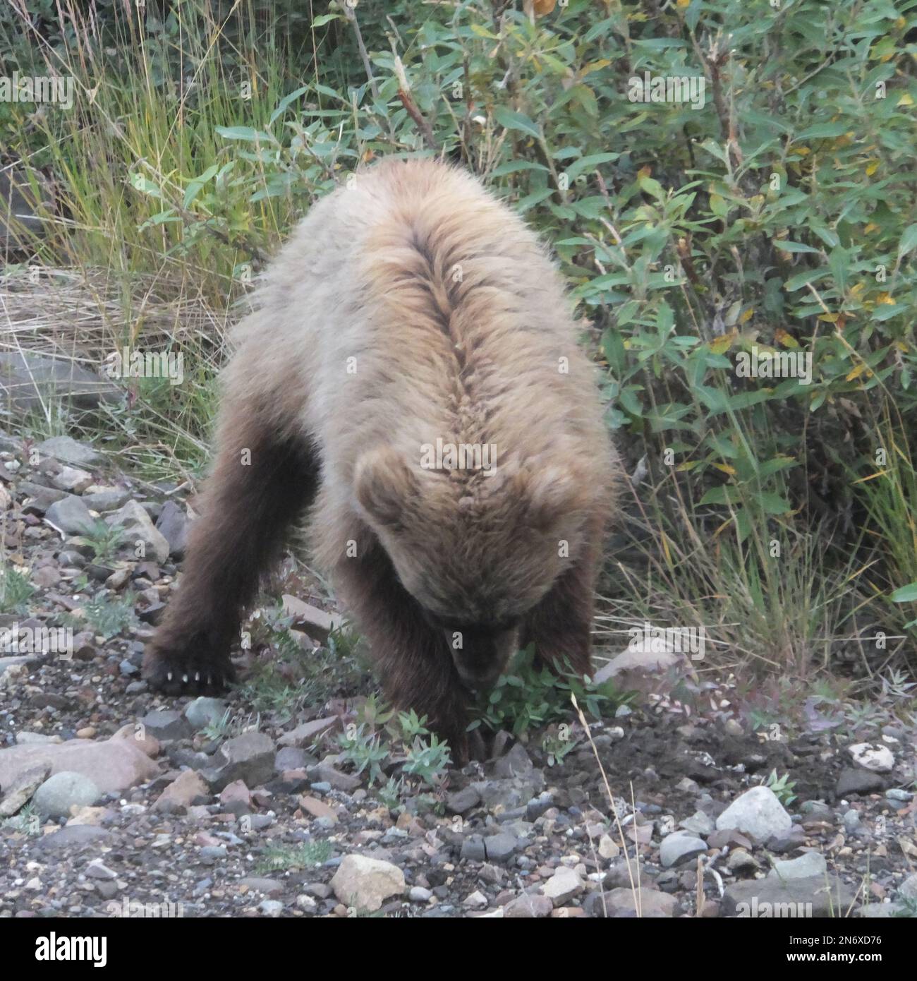 A grizzly bear cub digs for grub on Tuesday, Aug. 13, 2013, in Denali ...
