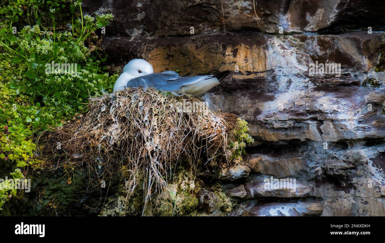 Kittiwake on her nest on a cliff ledge with her head under her wing ...