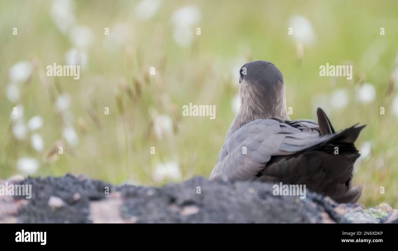 Skua nest hi-res stock photography and images - Alamy