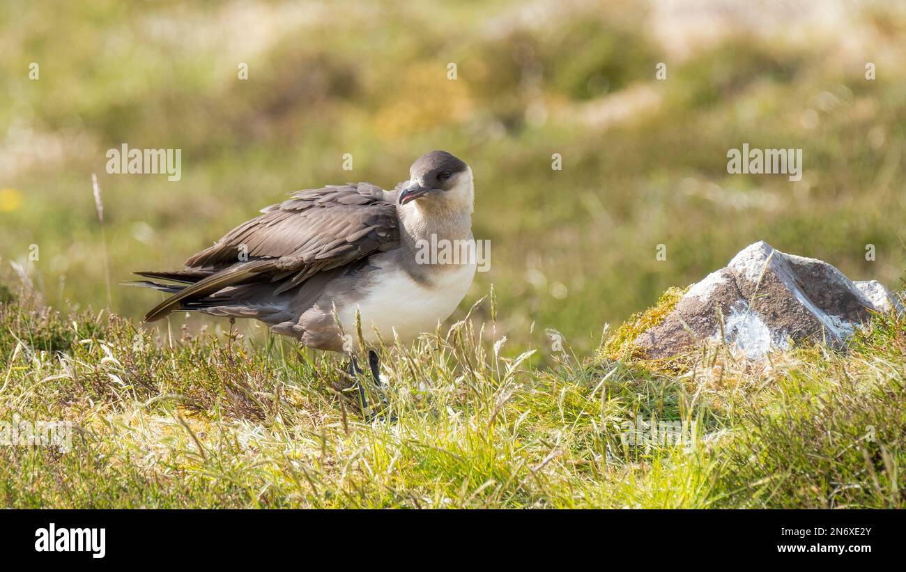 Arctic skua standing near her nest Stock Photo - Alamy