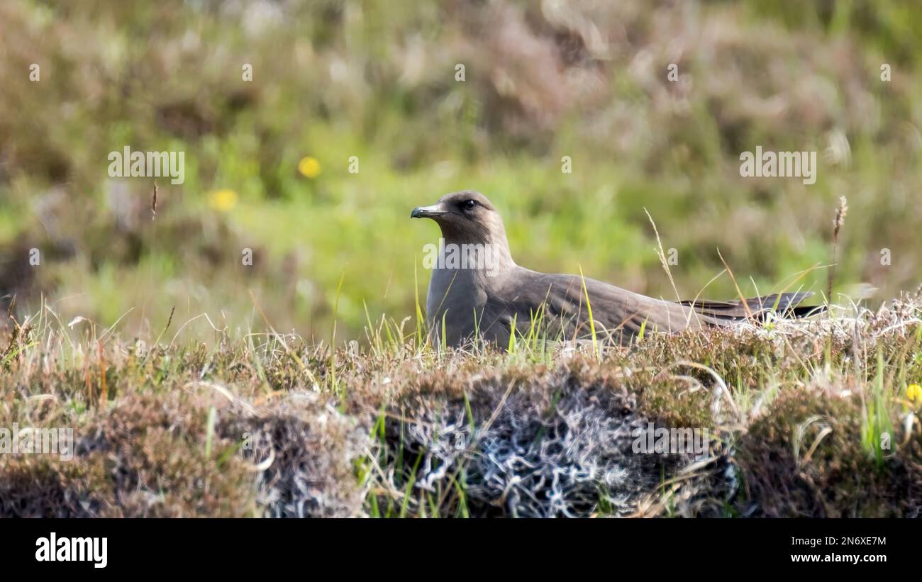 Skua nest hi-res stock photography and images - Alamy