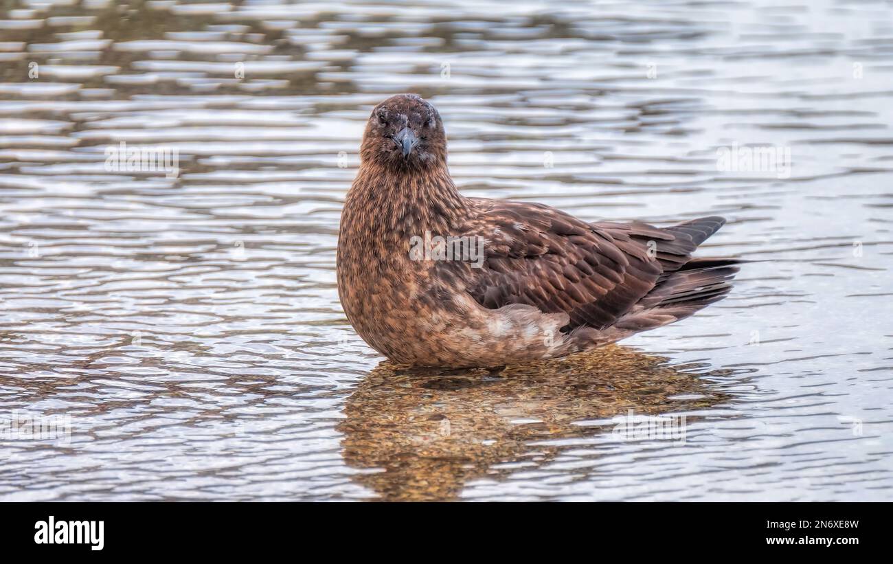 Great skua standing hi-res stock photography and images - Alamy