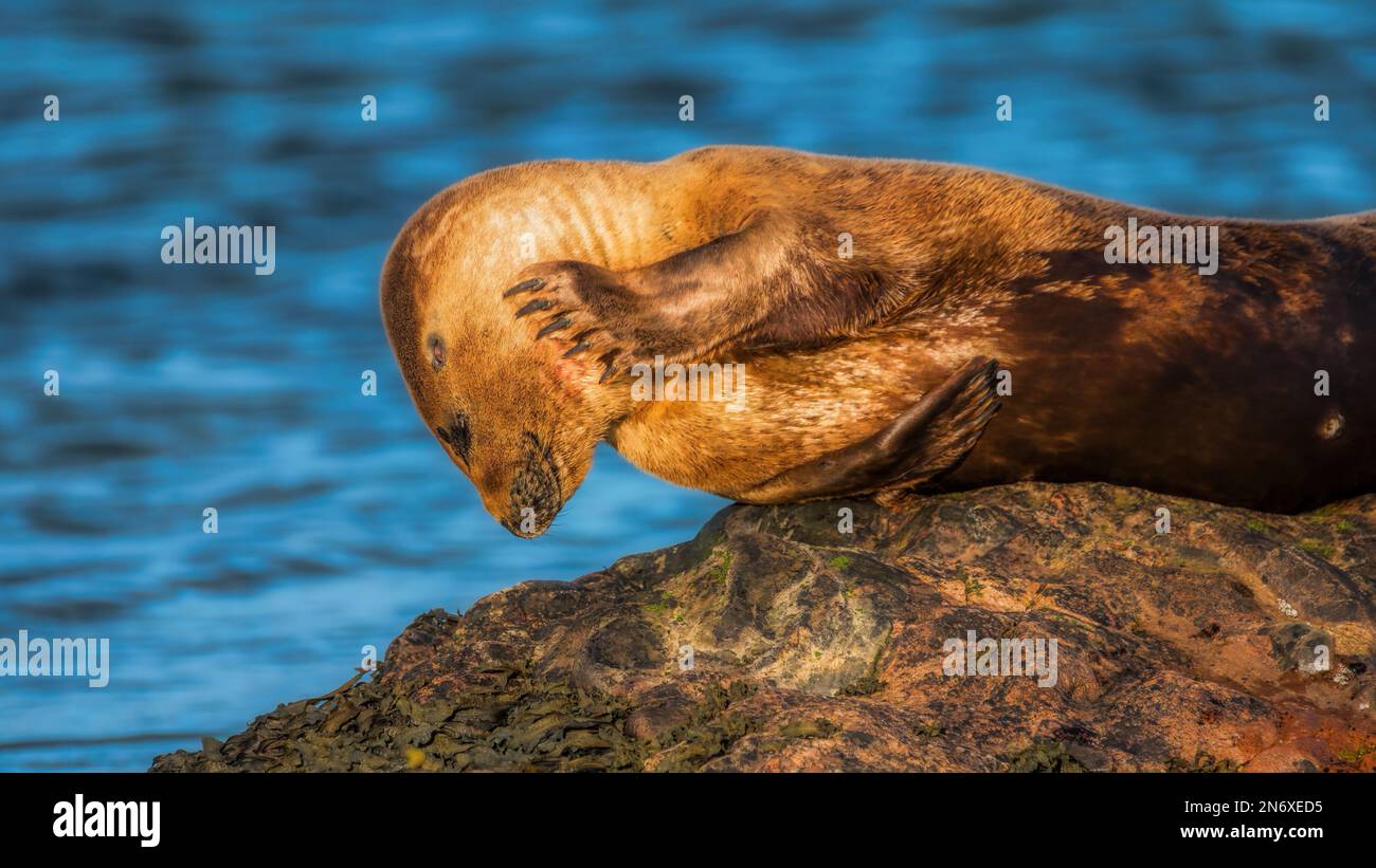 Common seal pup sunning itself on a rock Stock Photo - Alamy