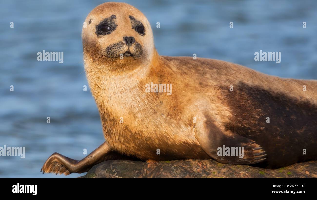 Pup rock hi-res stock photography and images - Alamy