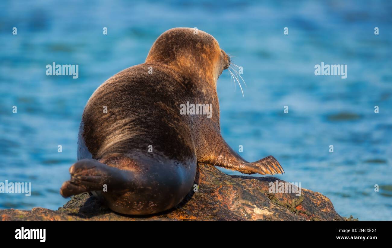 Common seal pup looking out over the sea Stock Photo - Alamy