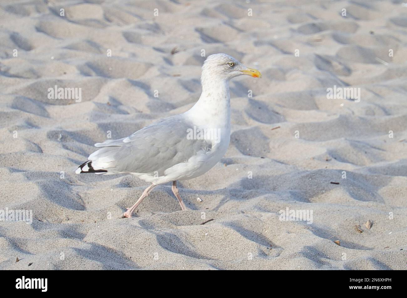 Seagull on the beach in Zingst. Bird running through the sand on the ...