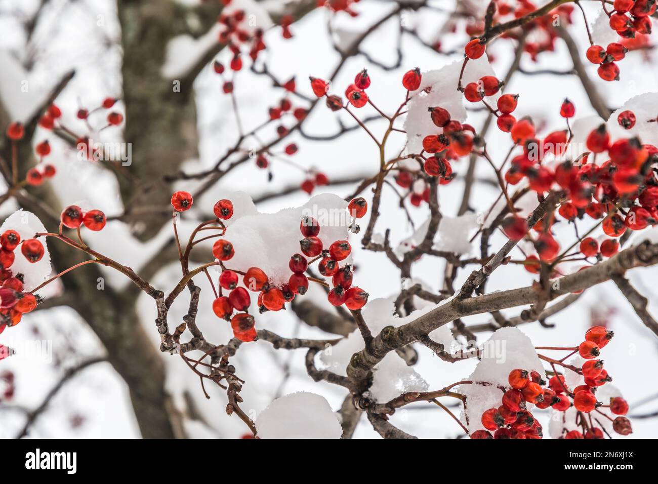 Frosted rose hips hi-res stock photography and images - Alamy