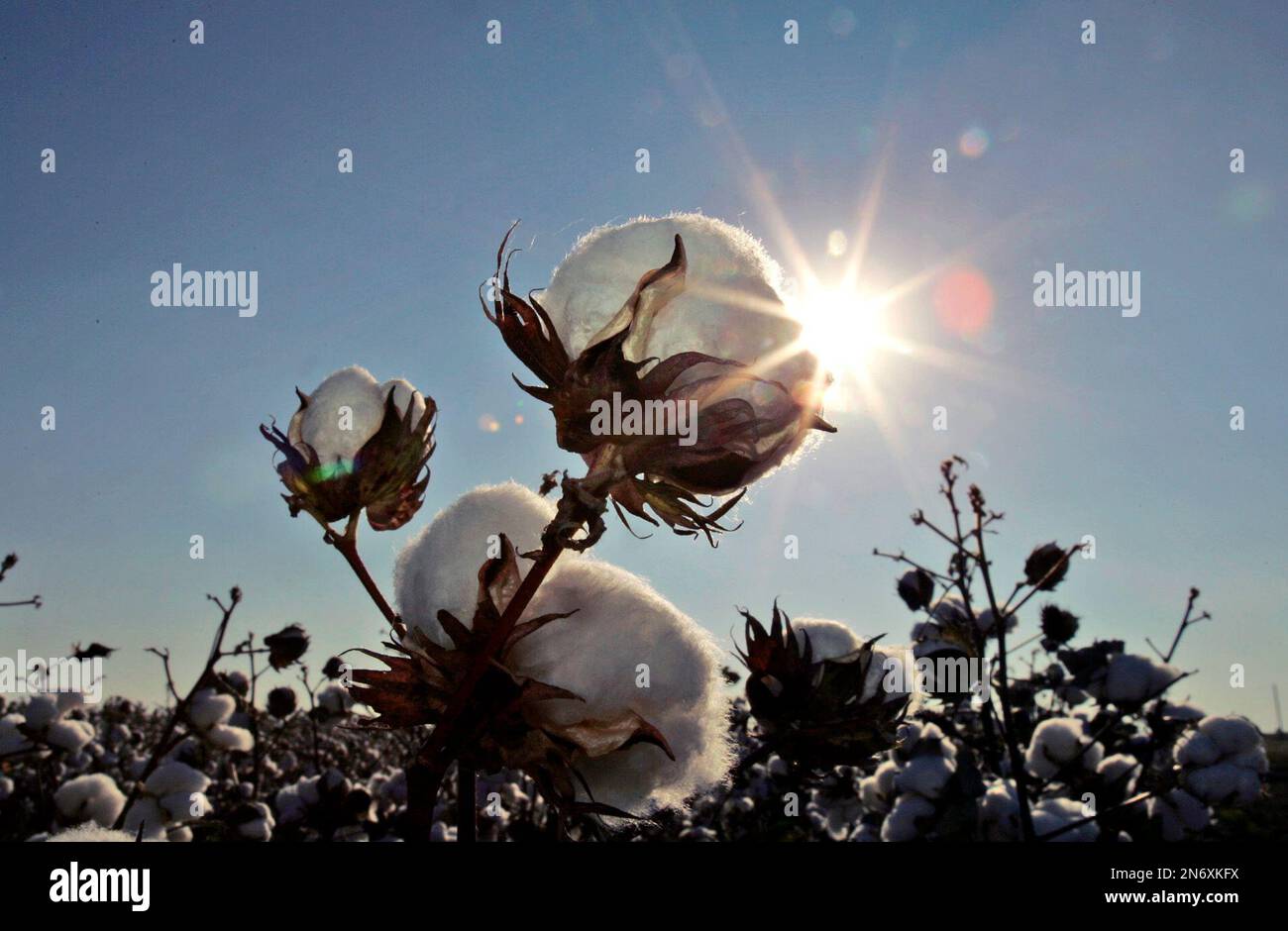 FILE - In this Oct. 12, 2007 file photo, the sun sets on a cotton field ...