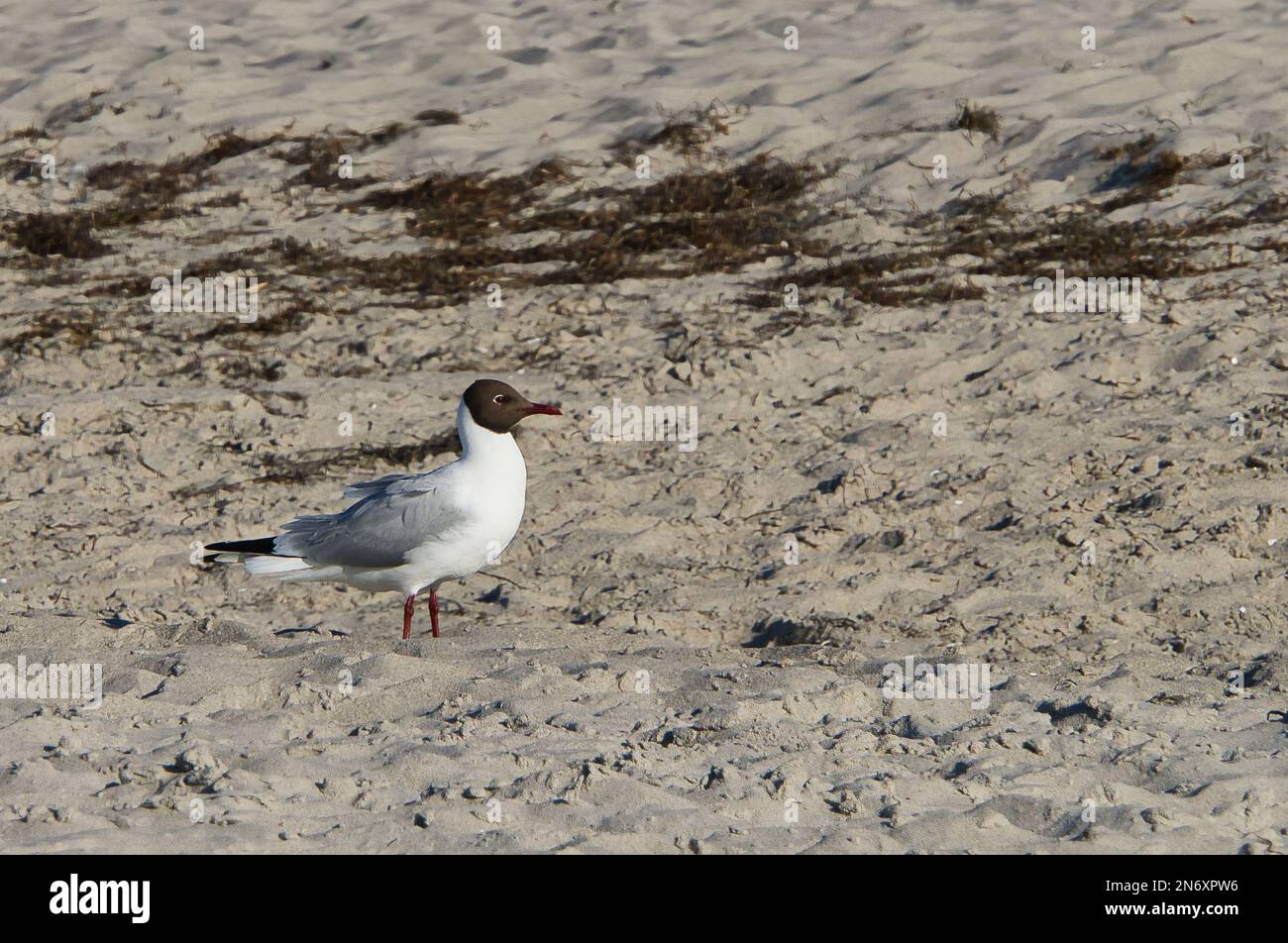 Seagull on the beach in Zingst. Bird running through the sand on the ...
