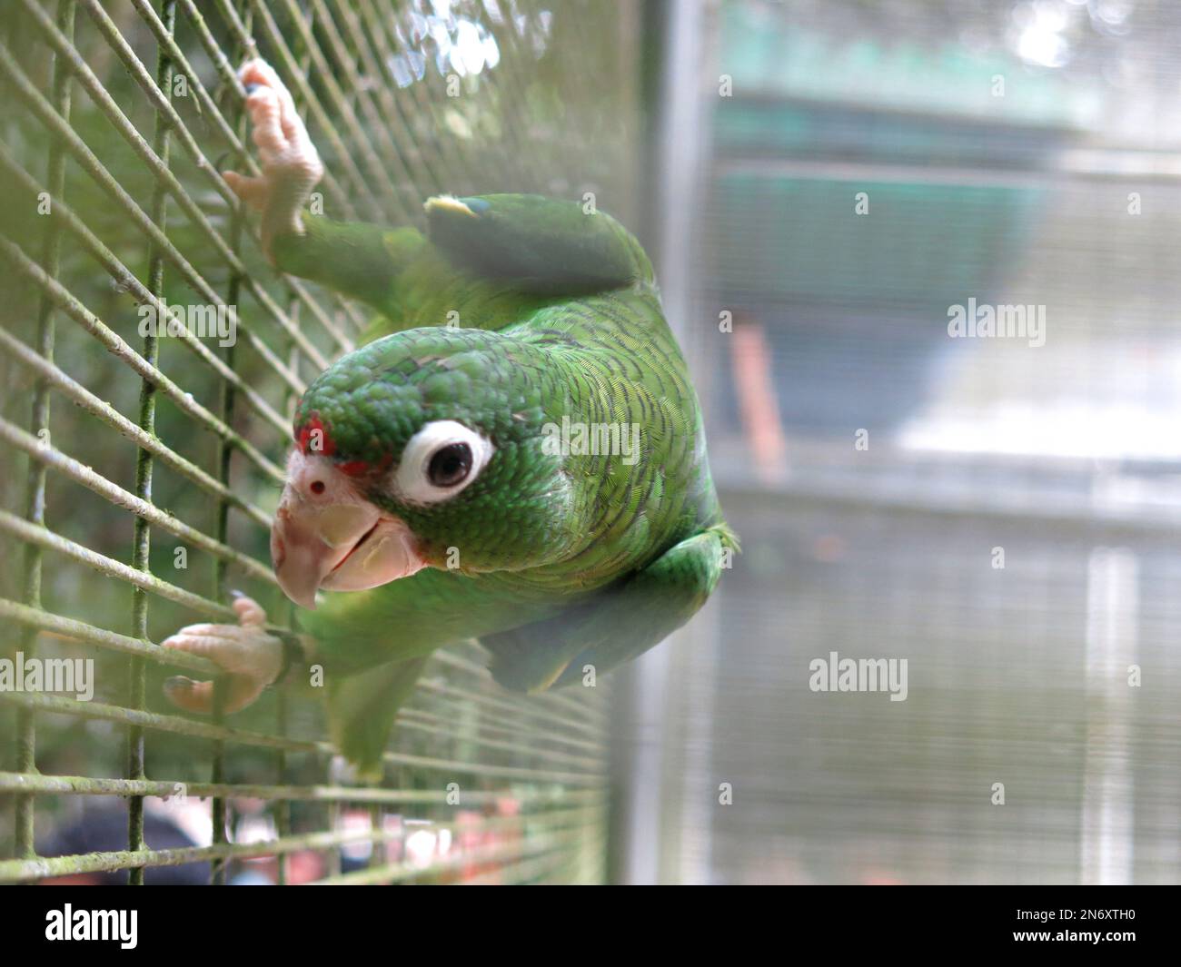 A Puerto Rican parrot perches in its cage in the Rio Abajo Nature ...
