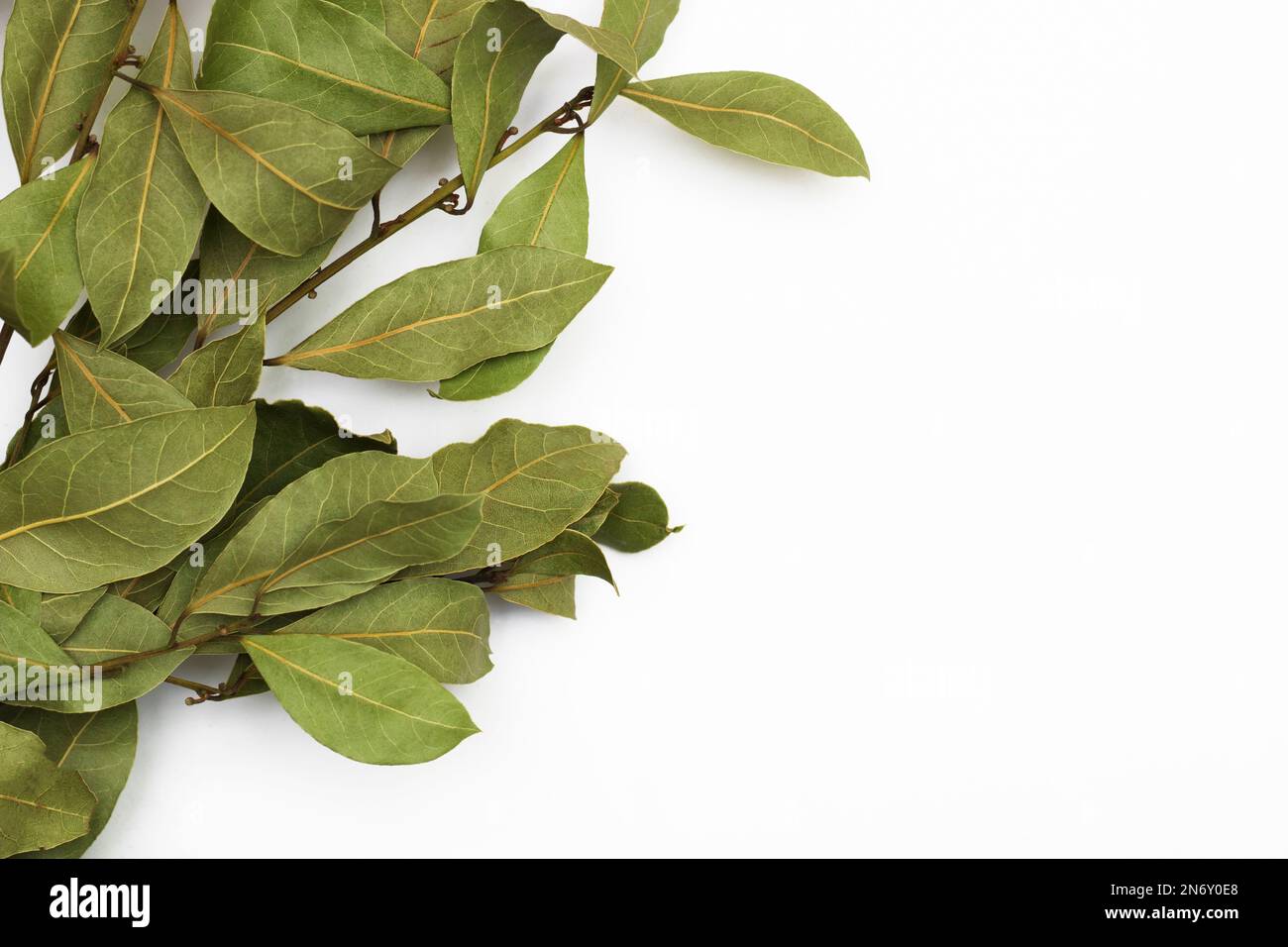 A branch of laurel isolated on white background. Branch of green laurel ...