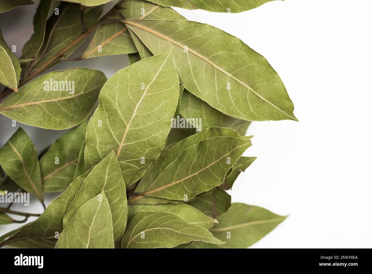 A branch of laurel isolated on white background. Branch of green laurel ...