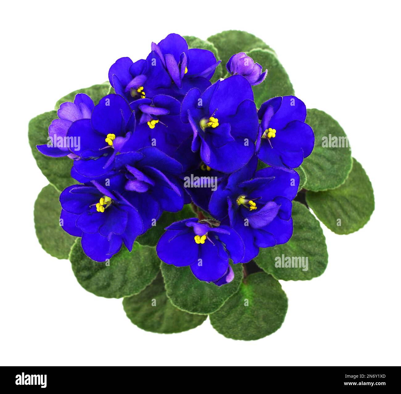 Beautiful indoor plant in a pot. Violet flower isolated on white ...