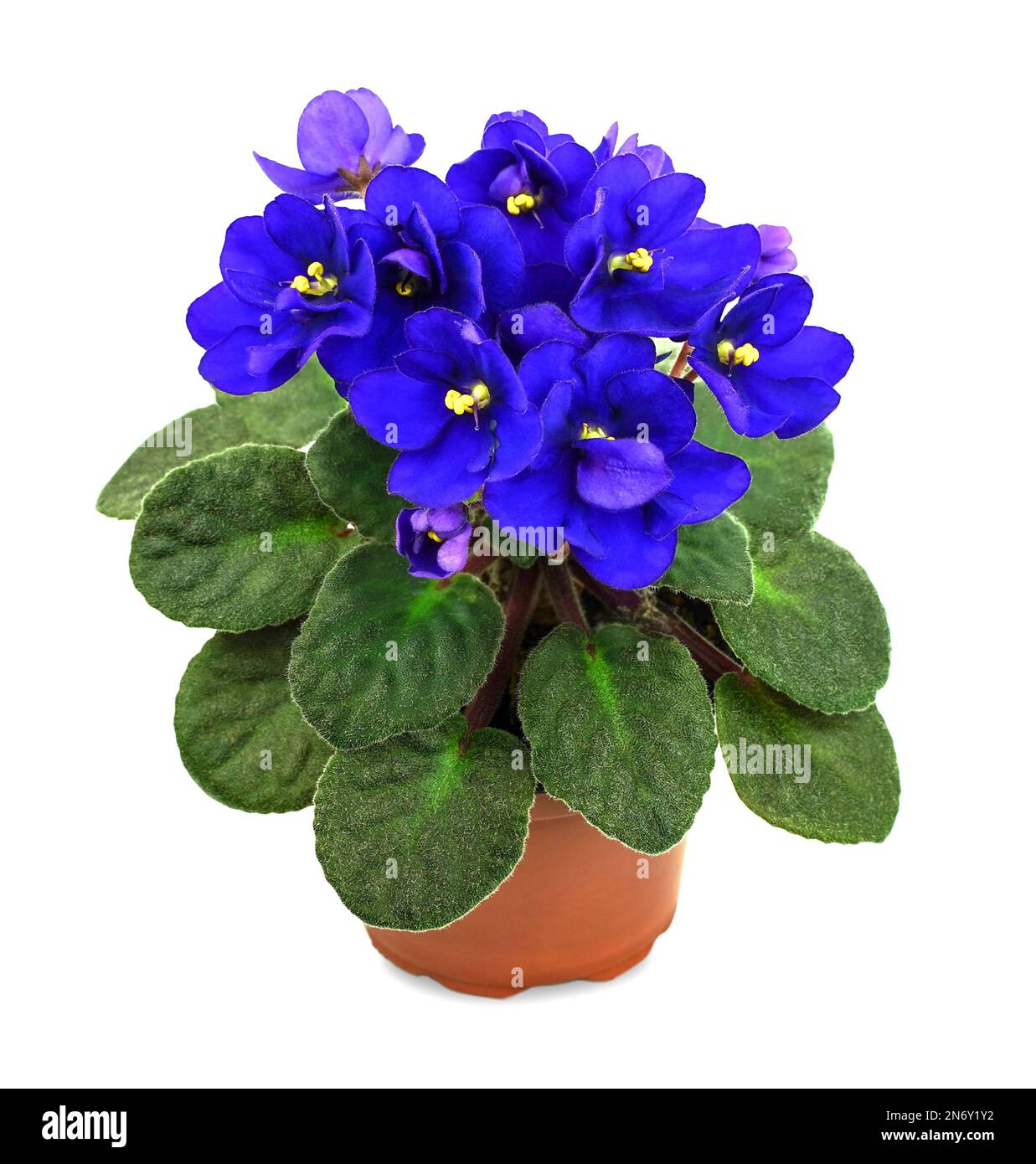 Beautiful indoor plant in a pot. Violet flower isolated on white ...