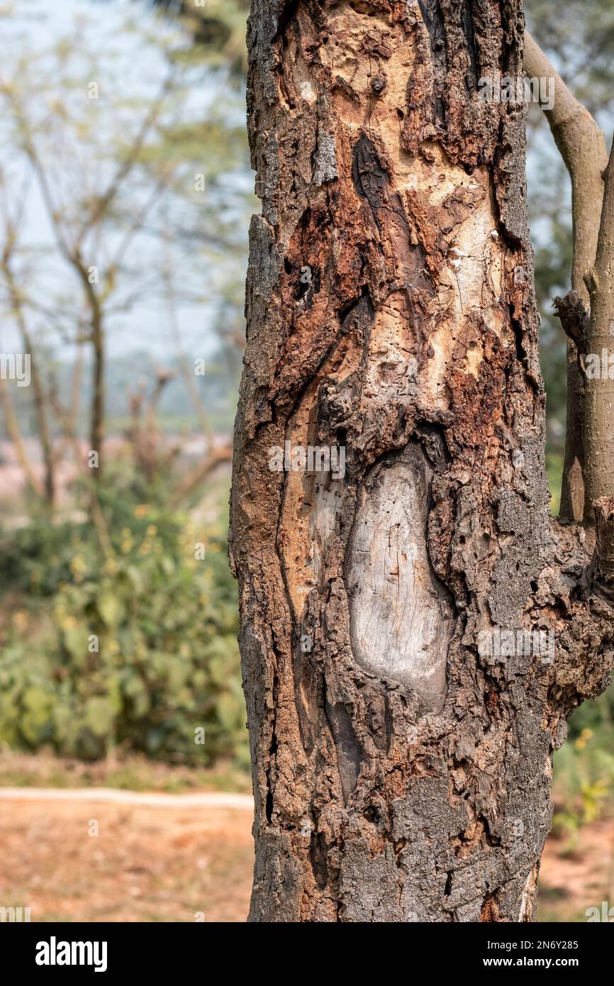 Tree trunk with damaged bark close up Stock Photo - Alamy