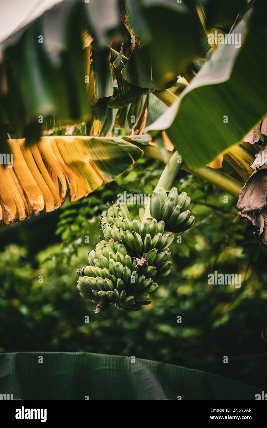 A vertical shot of a green plantain tree with growing bananas Stock ...