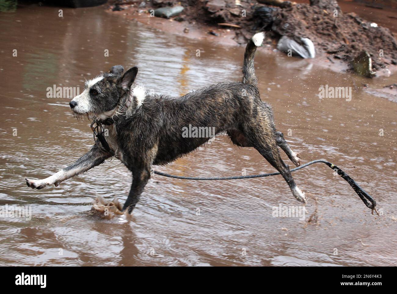 Local dog Totoma runs across a flooded street, in Manitou Springs, Colo ...