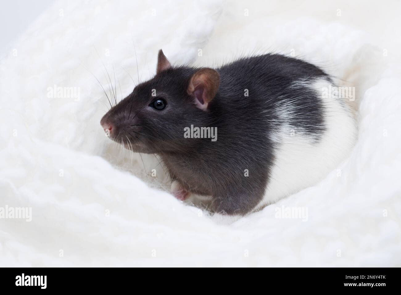 Christmas rat. Little fluffy rat in a white cream knitted scarf. New ...