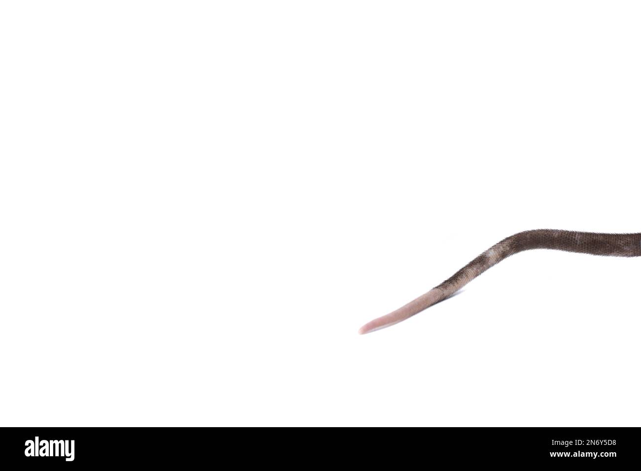 Rat tail closeup isolated on white background. Christmas rat. New year ...