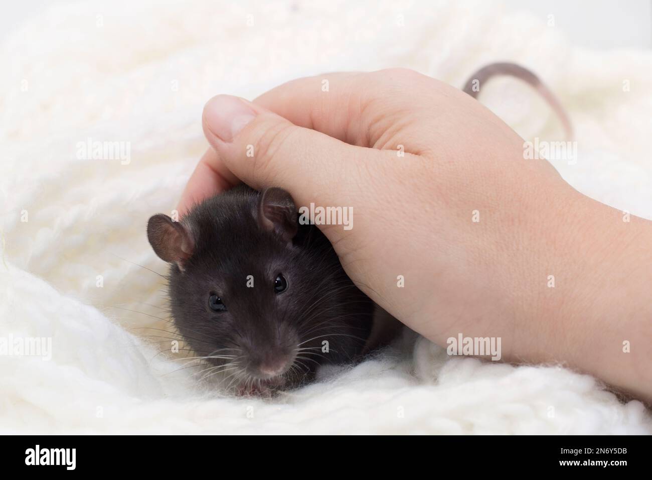 Little fluffy rat in a white cream knitted scarf. Woman's hand stroking ...