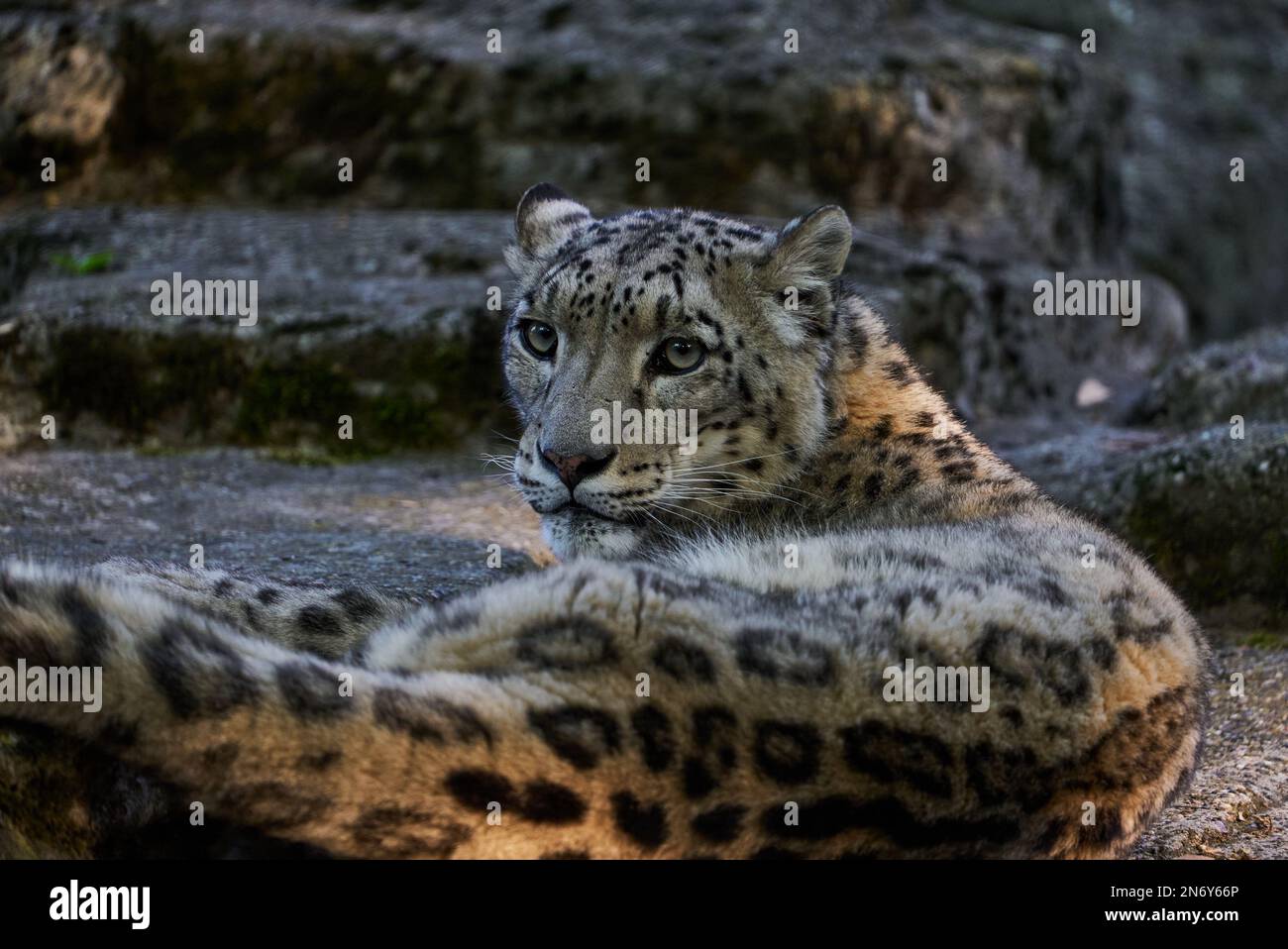 Snow leopard head shot hi-res stock photography and images - Alamy