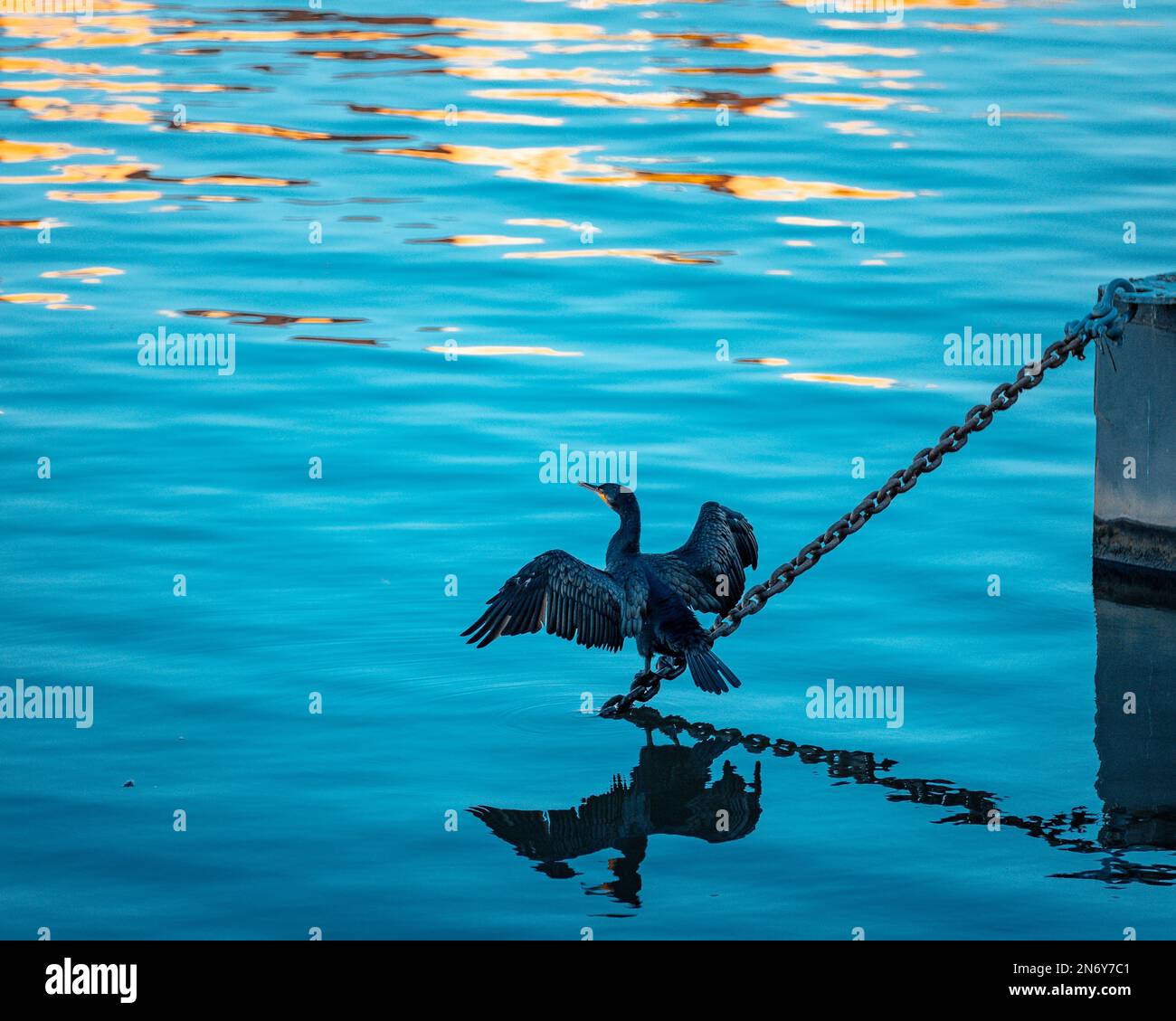 A great cormorant bird perched on cast-iron chain on the embankment is ...