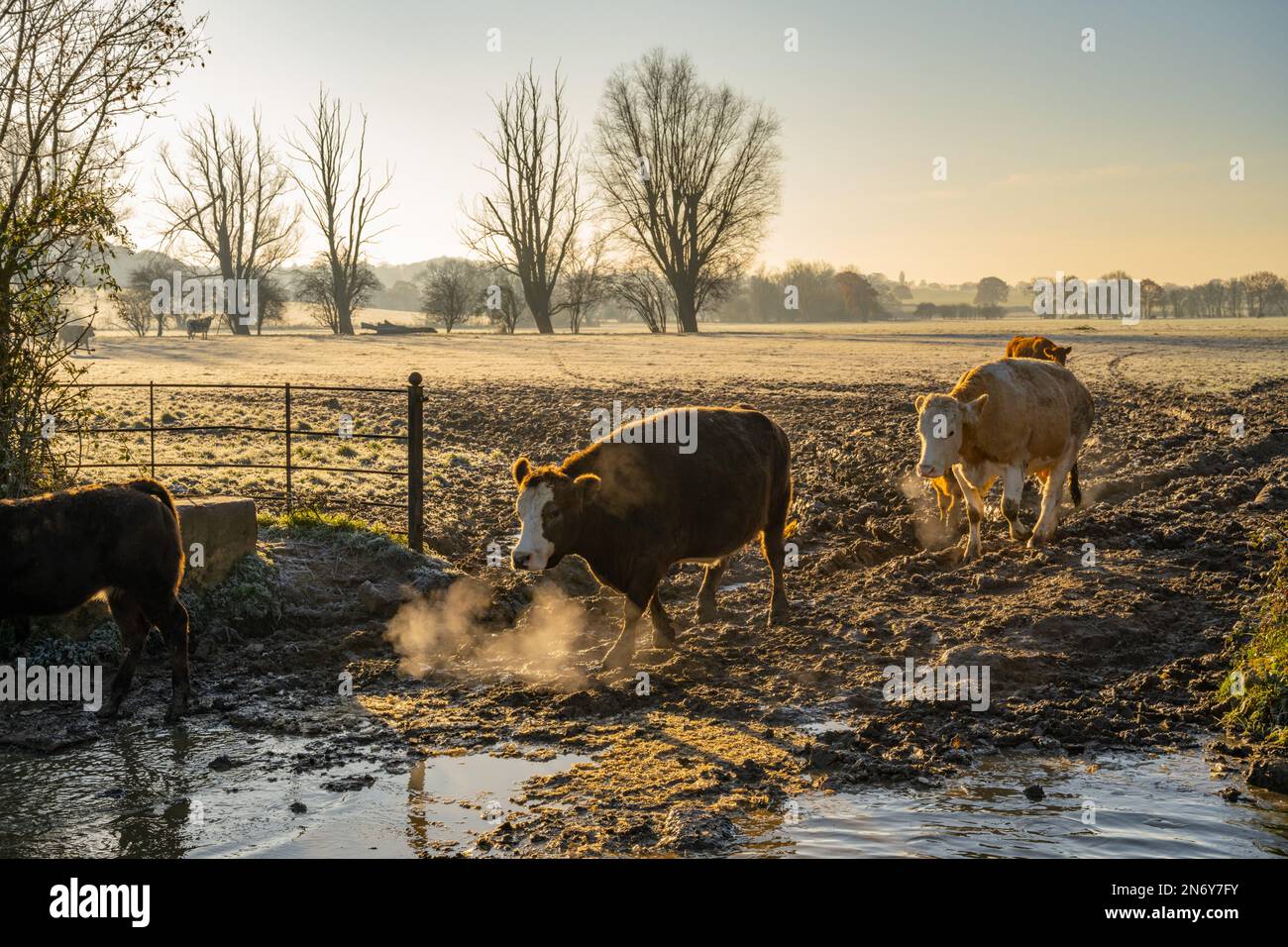 Poplar trees and cows hi-res stock photography and images - Alamy