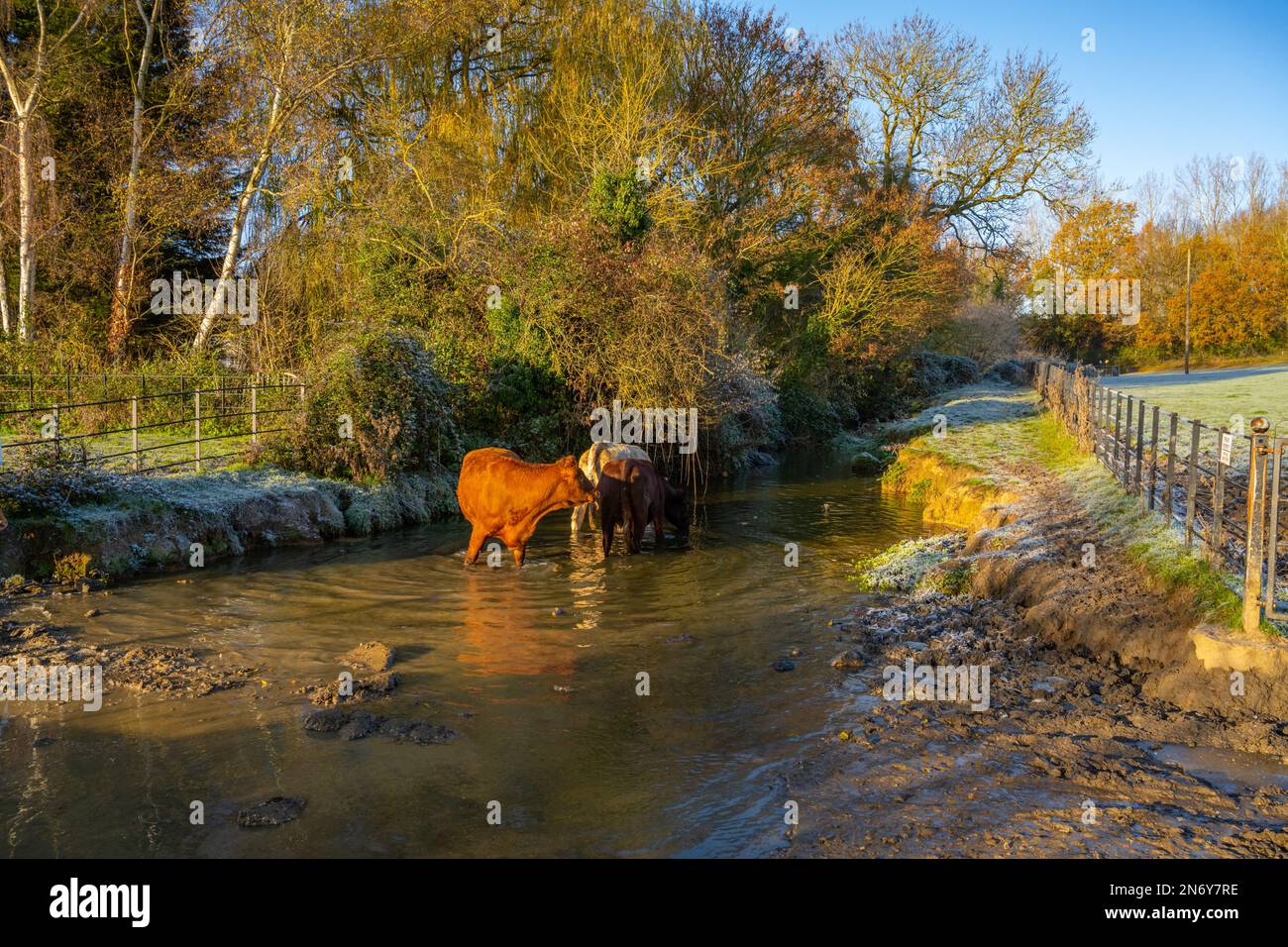 Poplar trees and cows hi-res stock photography and images - Alamy