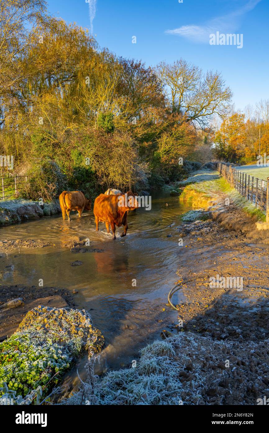 Poplar trees and cows hi-res stock photography and images - Alamy