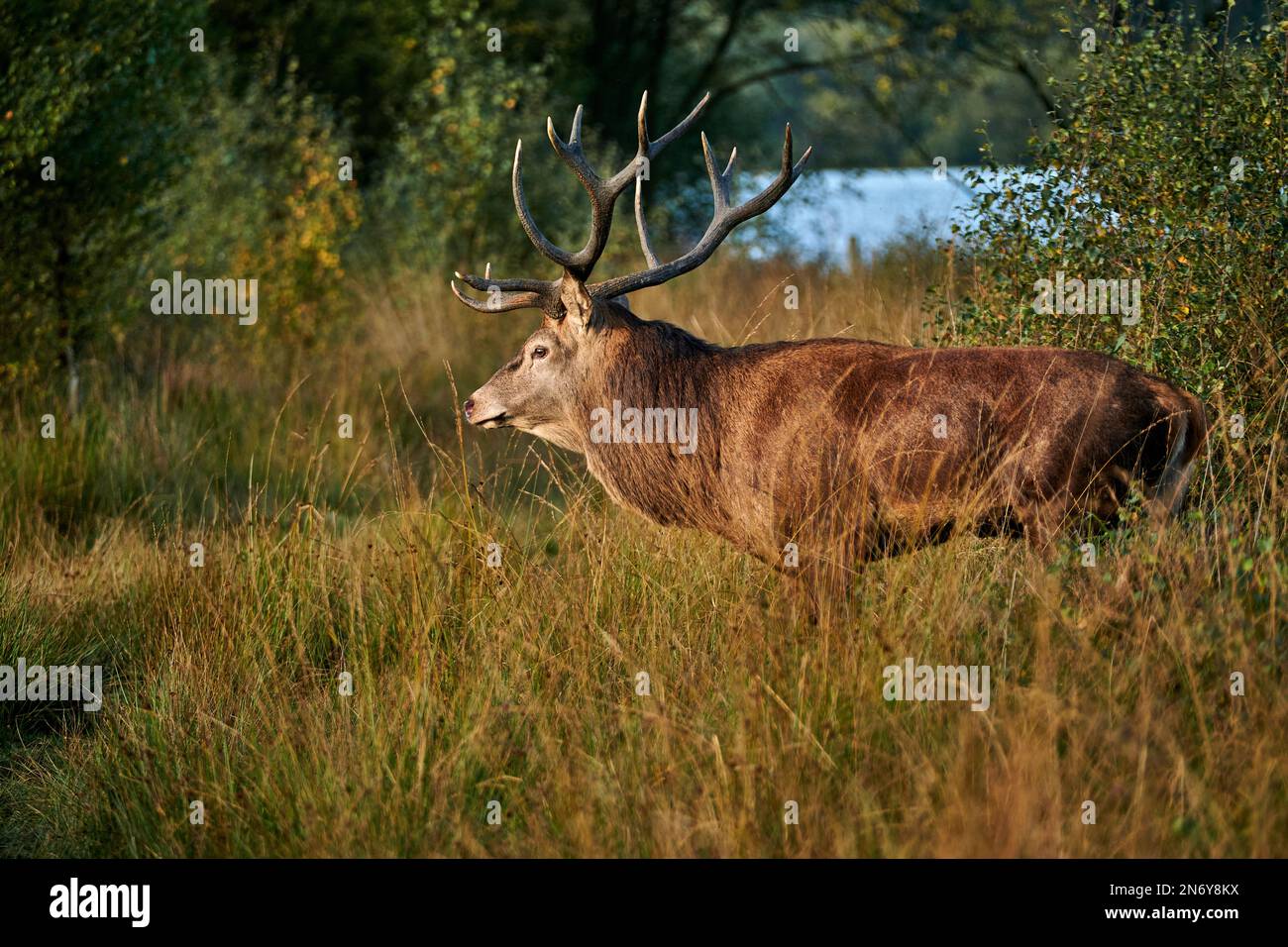 Red stag at Chasewater Staffordshire Uk Stock Photo - Alamy