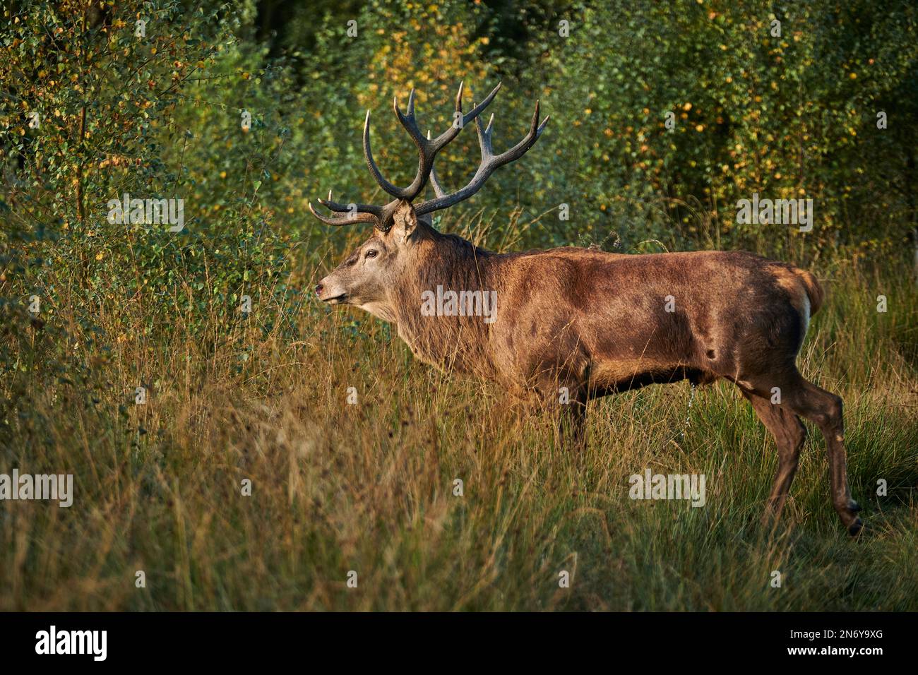 Red stag at Chasewater Staffordshire Uk Stock Photo - Alamy