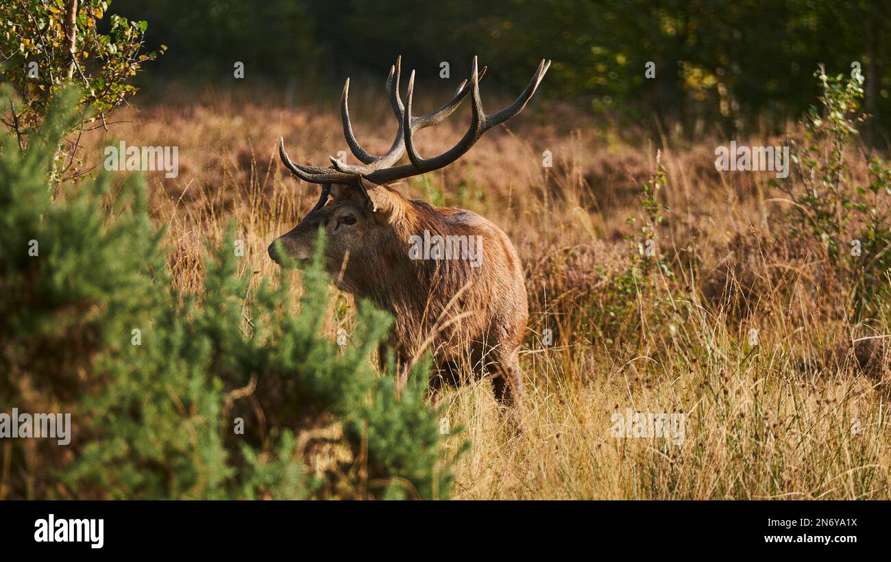 Red stag at Chasewater Staffordshire Uk Stock Photo - Alamy